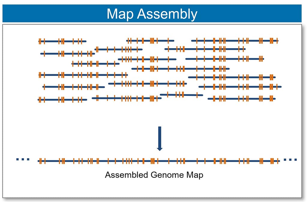 Nabsys Genome Mapping Technology Launches at ASHG 2023 - Silent Valley ...