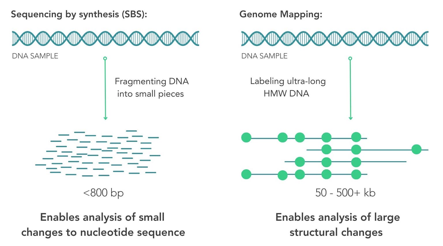 Nabsys Genome Mapping Technology Launches at ASHG 2023 - Silent Valley ...