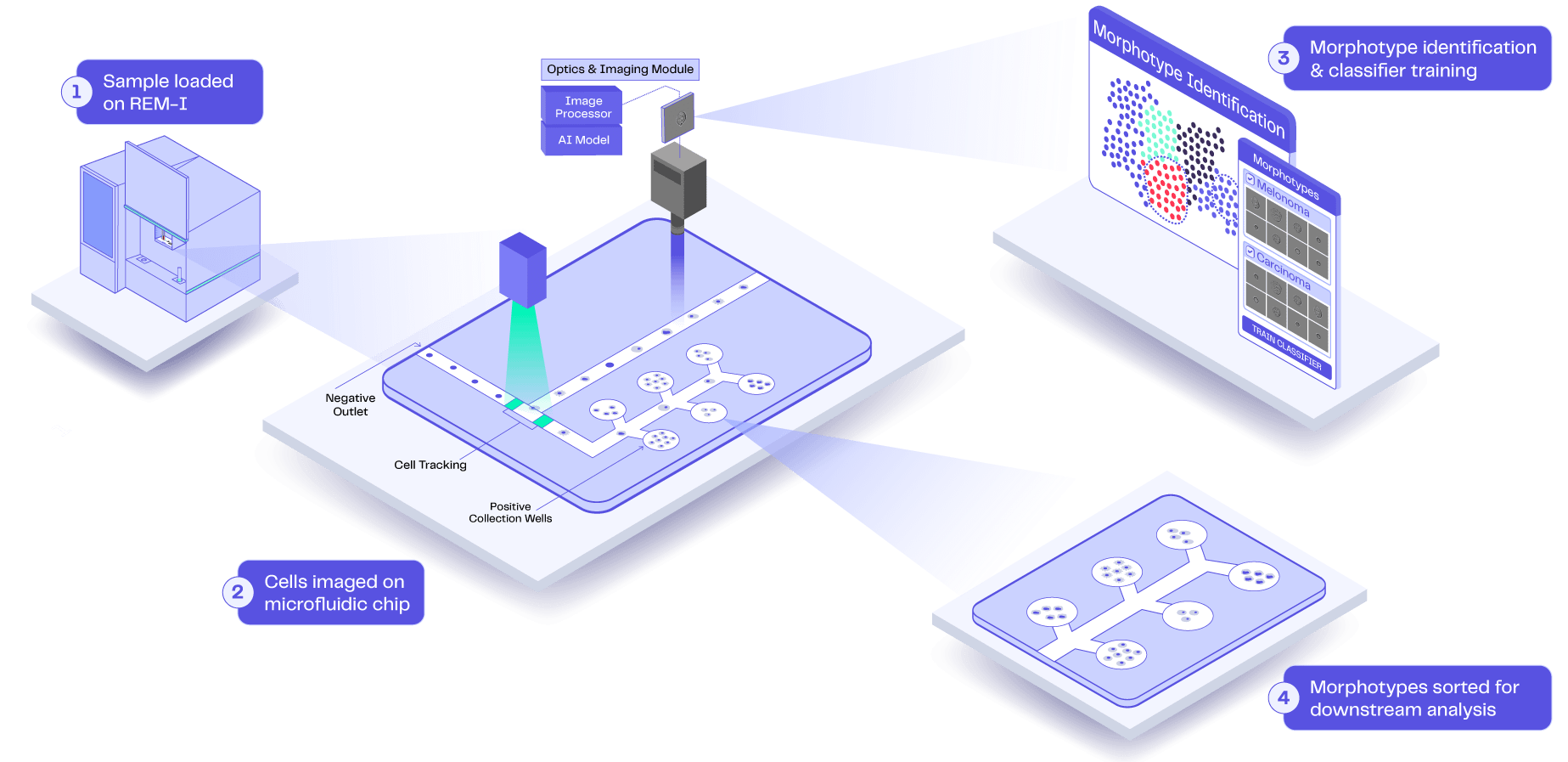 High Throughput Single Cell Morphology from Deepcell - Silent Valley Consulting | Life Science ...